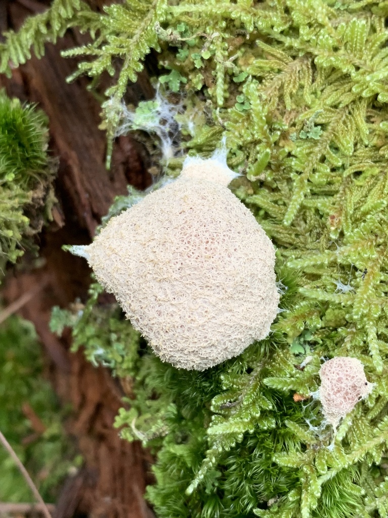 Dog Vomit Slime Mold from Westmeath Provincial Park, Whitewater Region ...