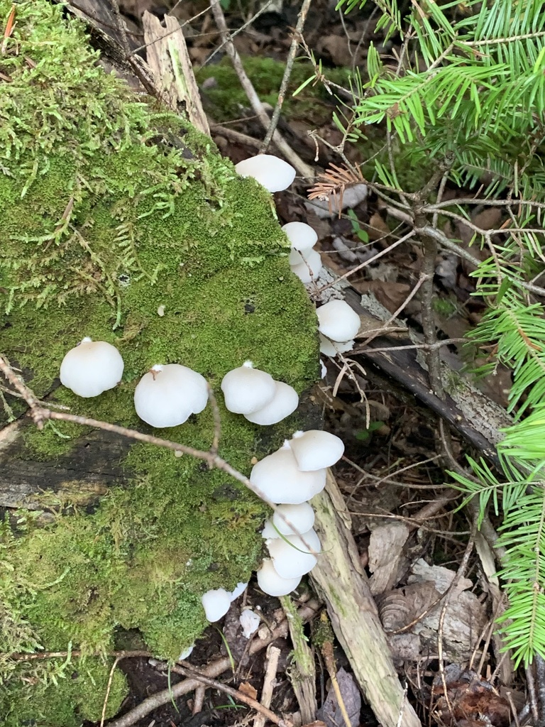 Flat Crep on July 18, 2024 at 11:48 AM by Jon P. Ruddy · iNaturalist