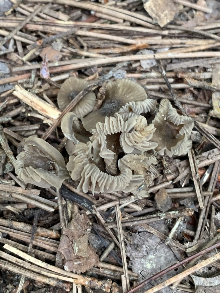 Slimy Waxcap from Westmeath Provincial Park, Whitewater Region, ON, CA ...
