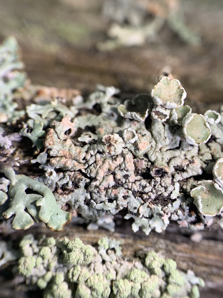 American Starburst Lichen in July 2024 by Jon P. Ruddy · iNaturalist