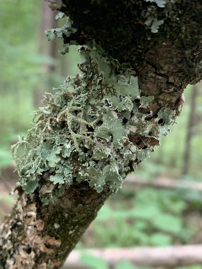 Moondust Speckled Lichen from Lower Allumette Lake, Whitewater Region ...