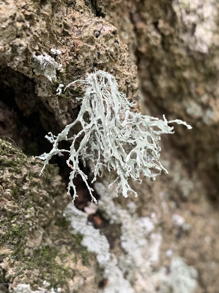 Farinose Cartilage Lichen from Westmeath Provincial Park, Whitewater ...
