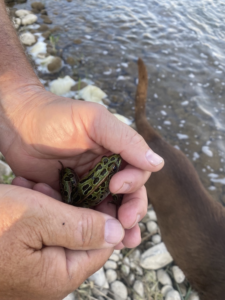 Northern Leopard Frog from Teton River, Newdale, ID, US on July 19 ...