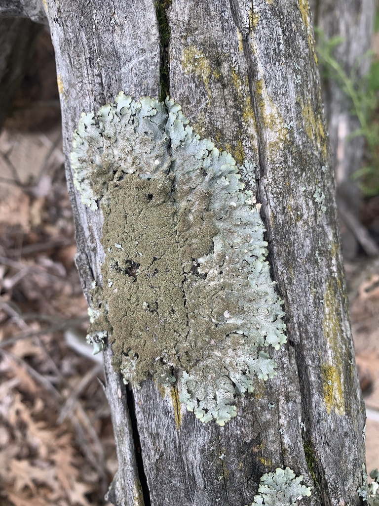 rough speckled shield lichen from Westmeath Provincial Park, Whitewater ...