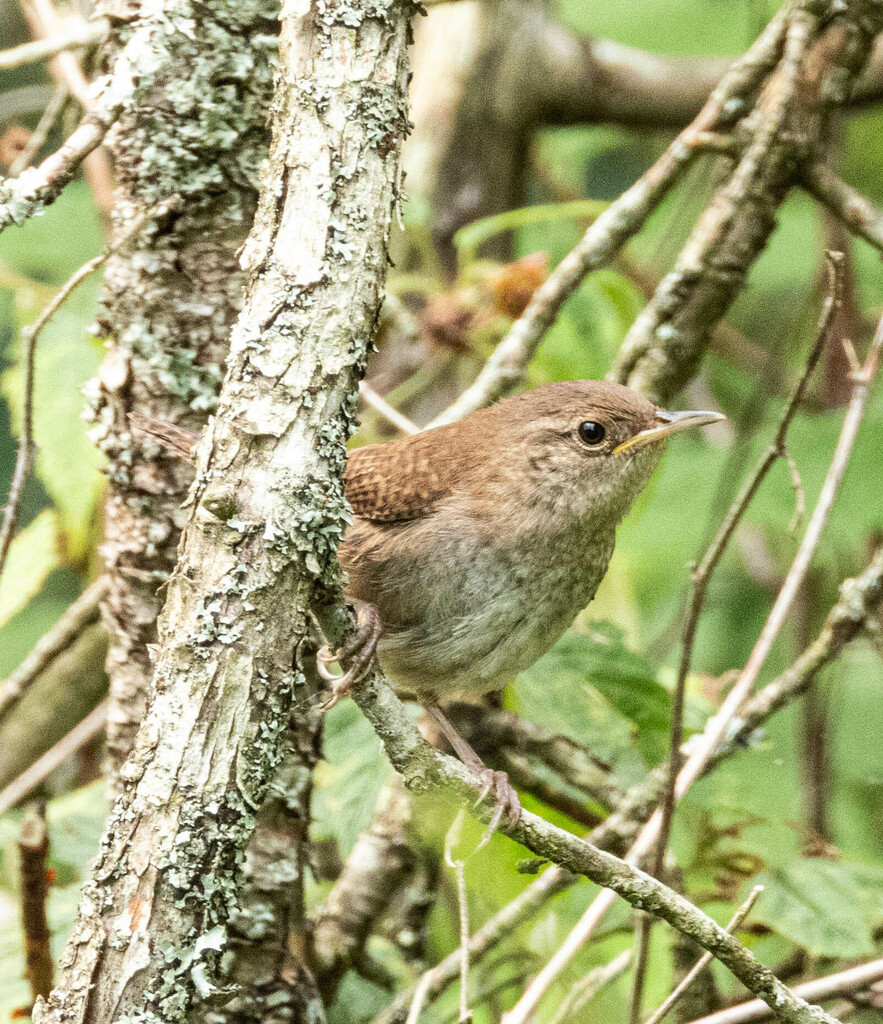 House Wren from Marl Lake, Michigan 48430, USA on July 17, 2024 at 09: ...