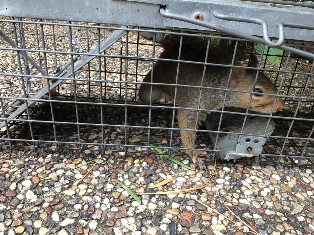 Eastern Gray Squirrel from Panther Creek, The Woodlands, TX, USA on ...