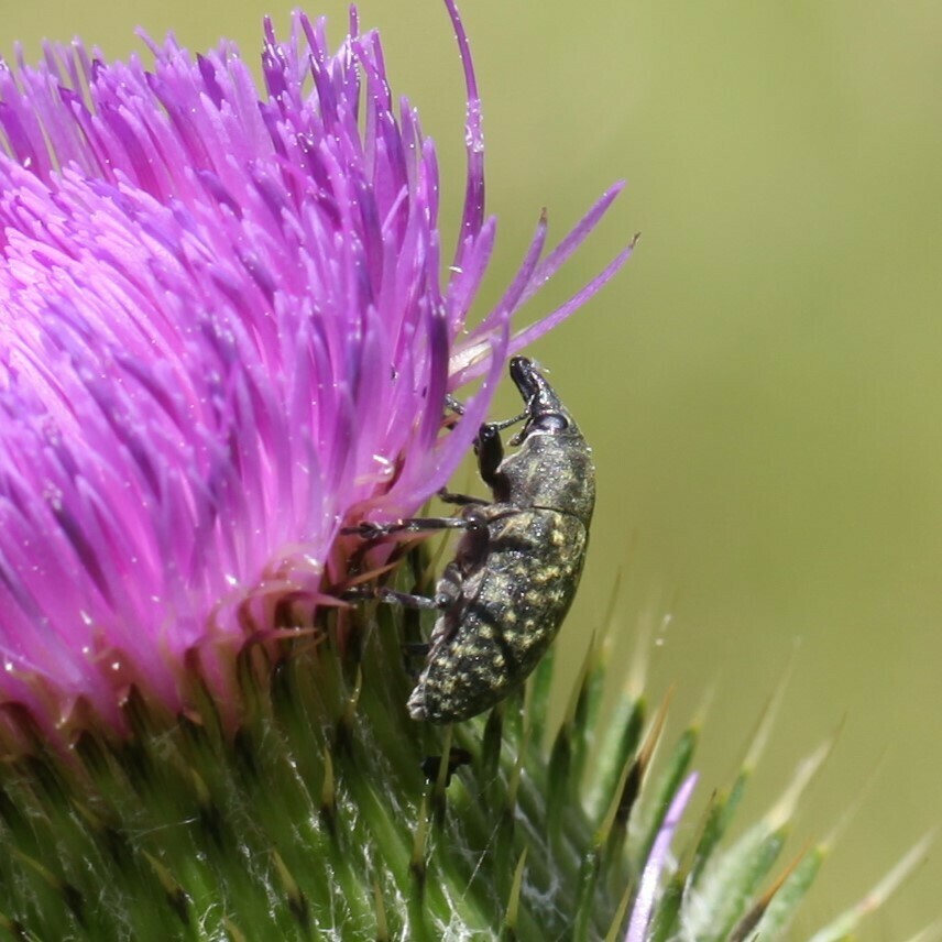 Turbine Cylindrical Weevil from Fitzgerald Rd, Burdett, NY 14818, USA ...