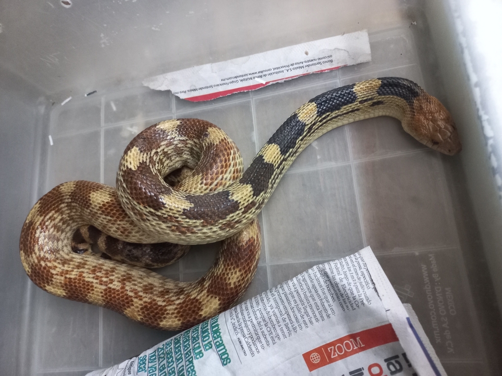 Mexican Bull Snake in July 2024 by Leonardo Martínez-Campos. Rescatada ...