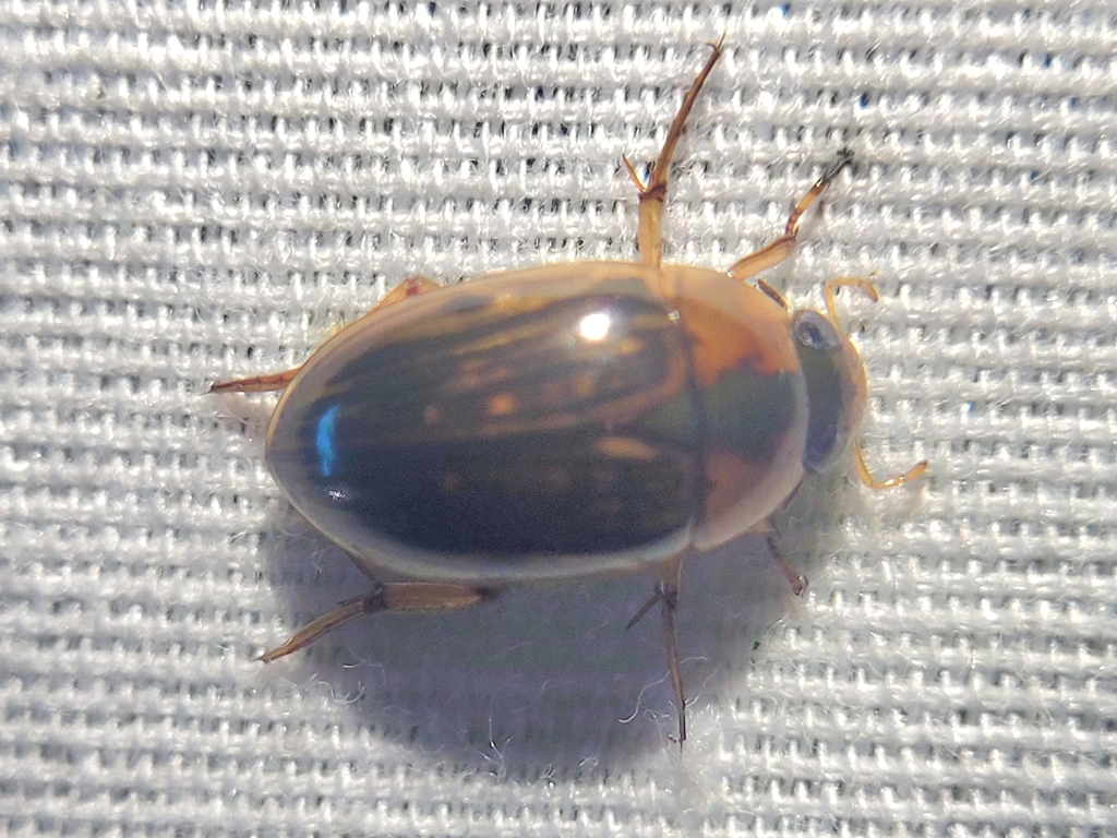 Tropisternus collaris from College Station, TX, USA on July 18, 2024 at ...