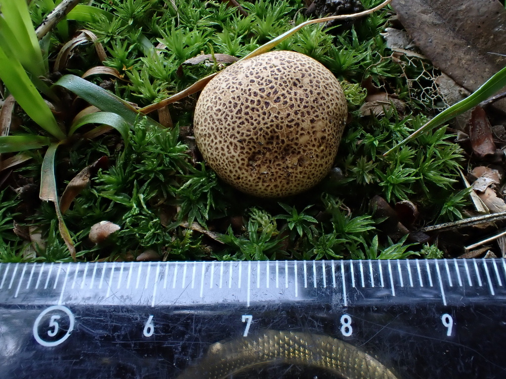 Leopard Earthball from 愛知高原国定公園, 瀬戸市, 愛知県, JP on July 7, 2024 at 10:16 ...