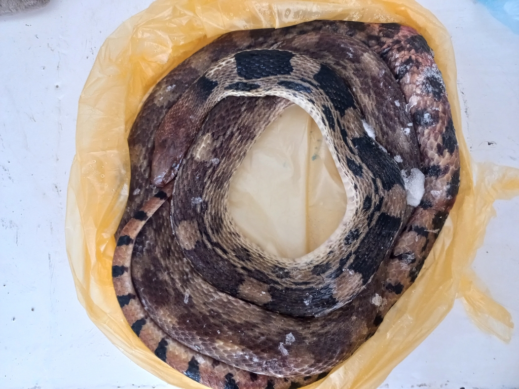 Pituophis deppei deppei in July 2024 by Leonardo Martínez-Campos ...