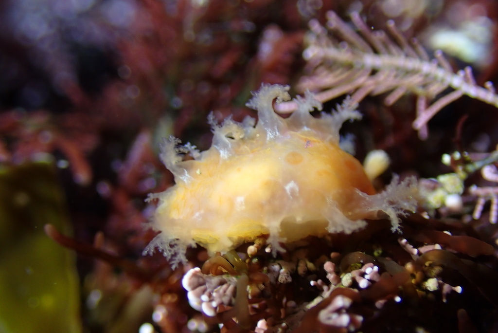 Festive Tritonid in April 2024 by sarahal1010 · iNaturalist