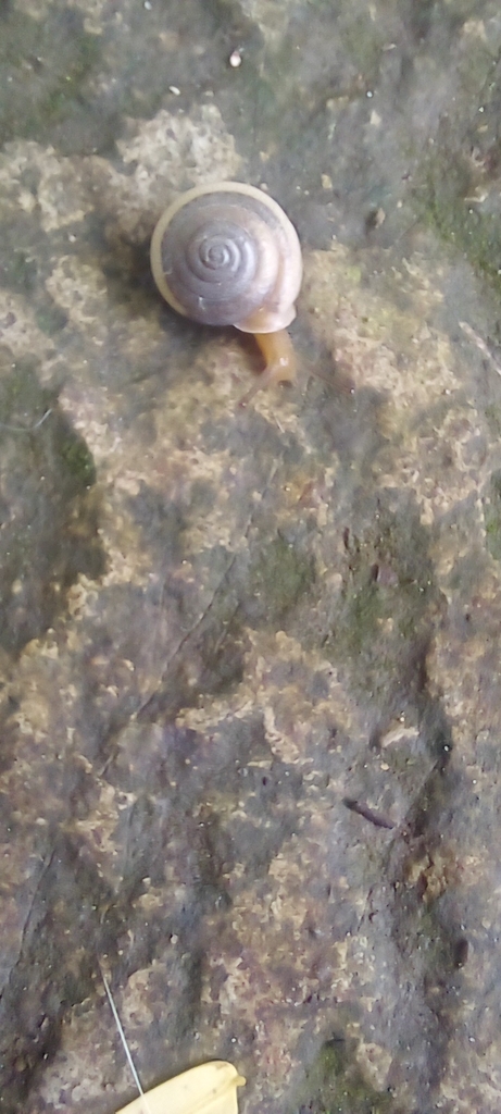 Polygyridae desde 45672 Zapote del Valle, Jal., México el 19 de julio ...