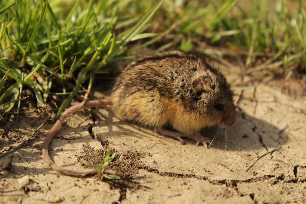 Hungarian Birch Mouse (Sicista trizona) - Know Your Mammals