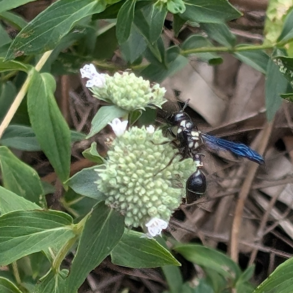 Zethus spinipes from Atlanta, GA 30344, USA on July 19, 2024 at 03:39 ...