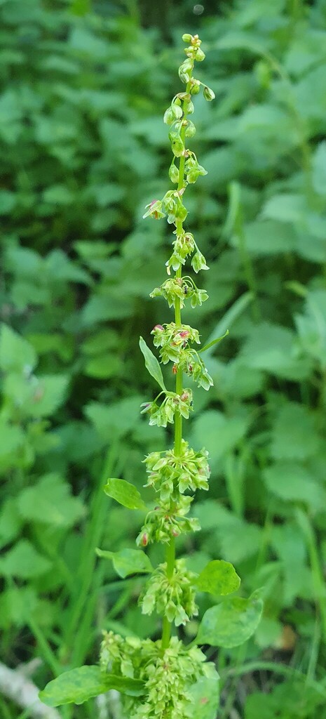 broad-leaved dock from Strumpshaw Fen, Low Rd, Strumpshaw, Norwich NR13 ...