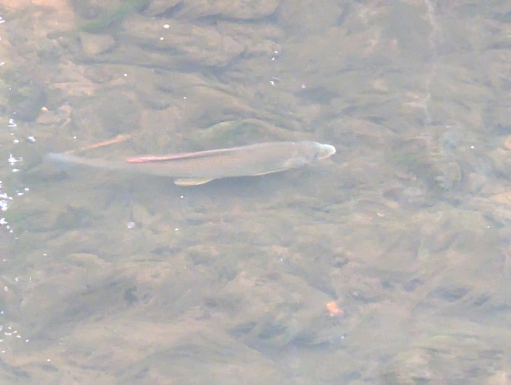 European Grayling from Talbot Green, Pontyclun CF72, UK on July 18 ...