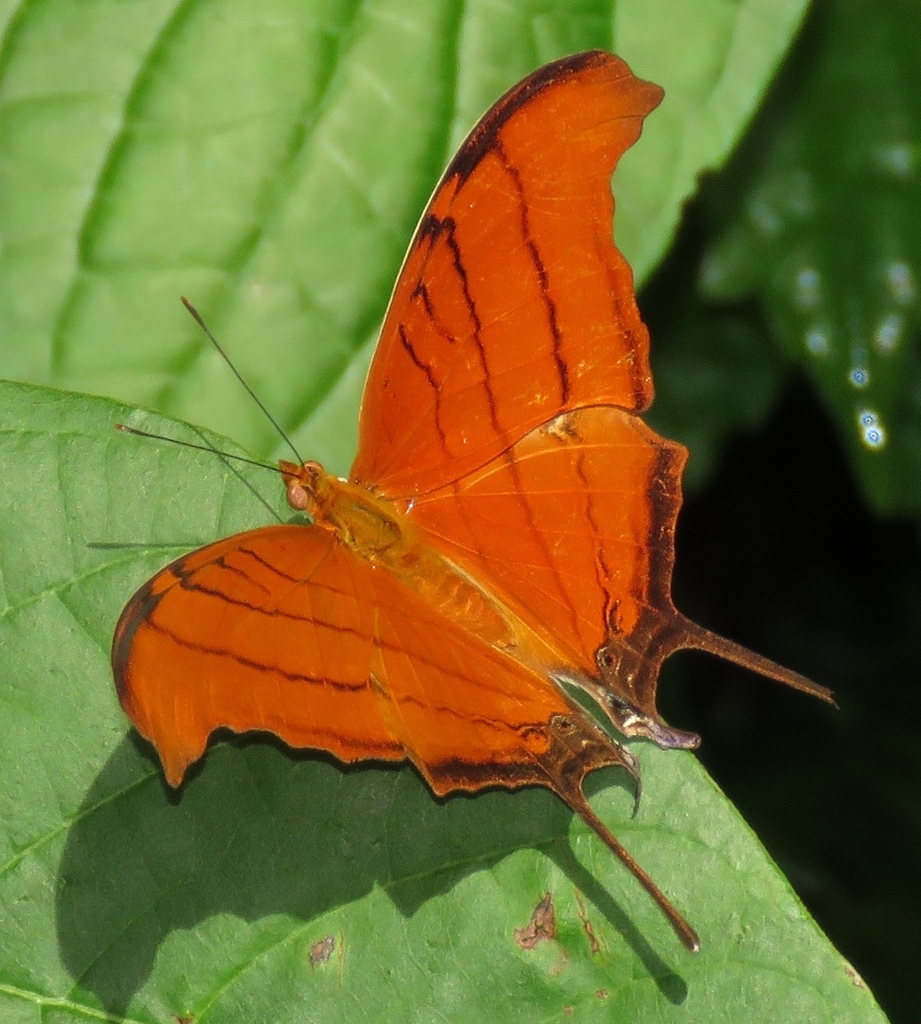 Ruddy Daggerwing from Arenal Observatory Lodge, Parque Nacional Volcán ...