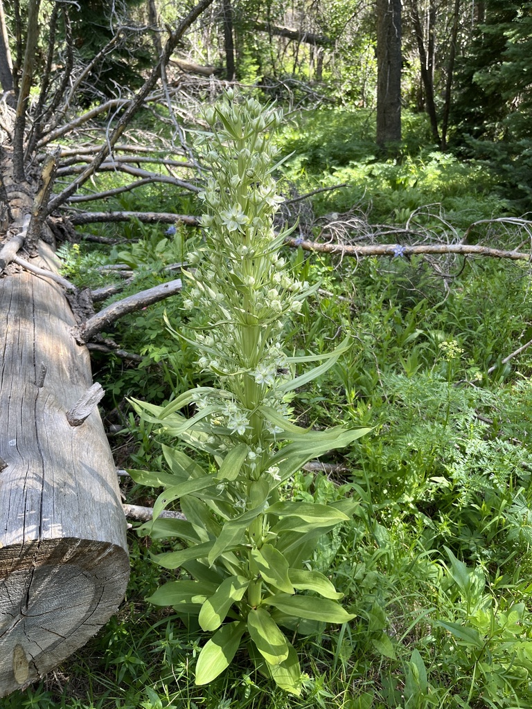 monument plant from Grand County, CO, USA on July 8, 2024 at 04:43 PM ...