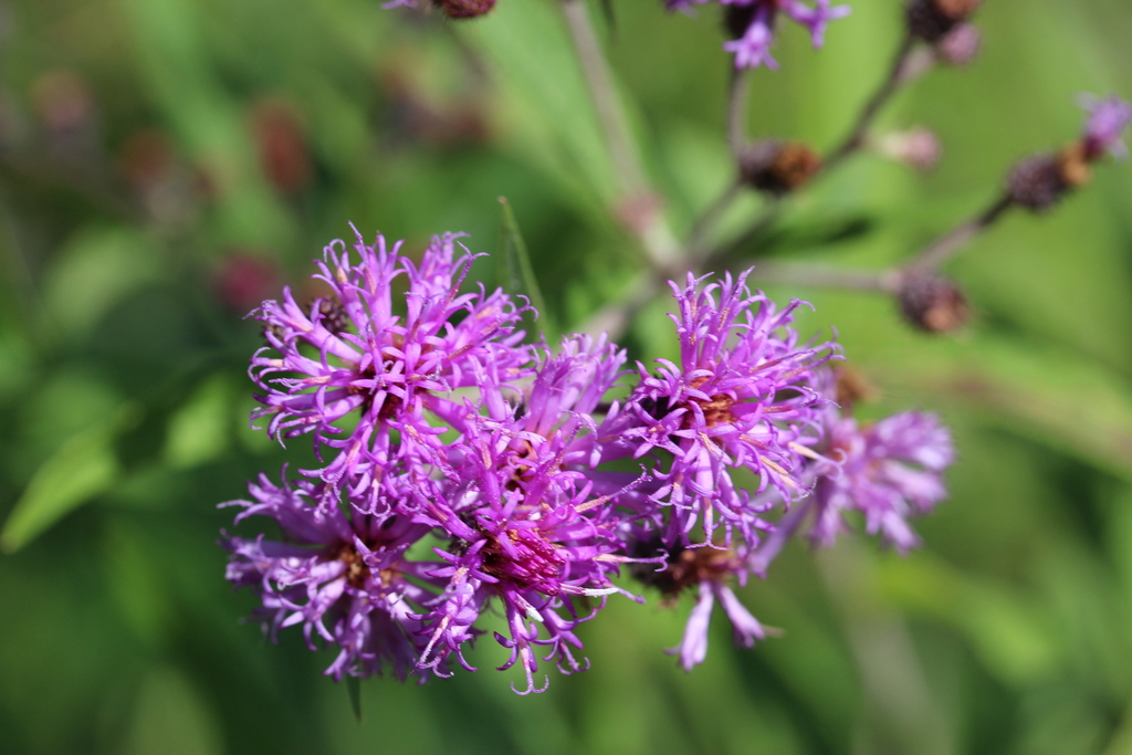Western Ironweed from Fayetteville, AR, USA on July 18, 2024 at 11:16 ...