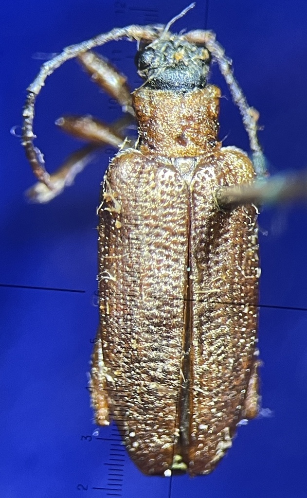 Copper Aquatic Leaf Beetle from Itasca State Park, Park Rapids, MN, US ...