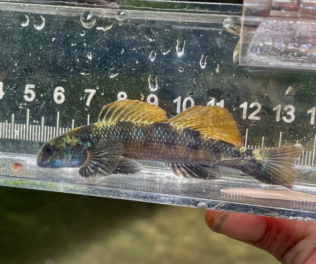 Longfin Darter in June 2024 by ryantexsonier93 · iNaturalist