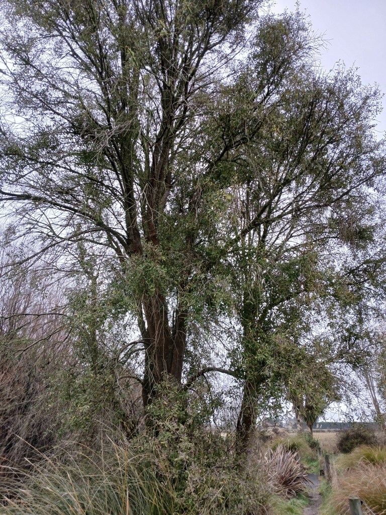 Narrow-leaved lacebark from Leeston, New Zealand on July 20, 2024 at 10 ...