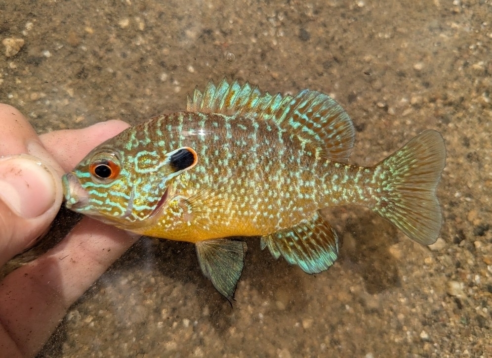 Northern Sunfish (Fish of Maceday & Lotus Lake) · iNaturalist