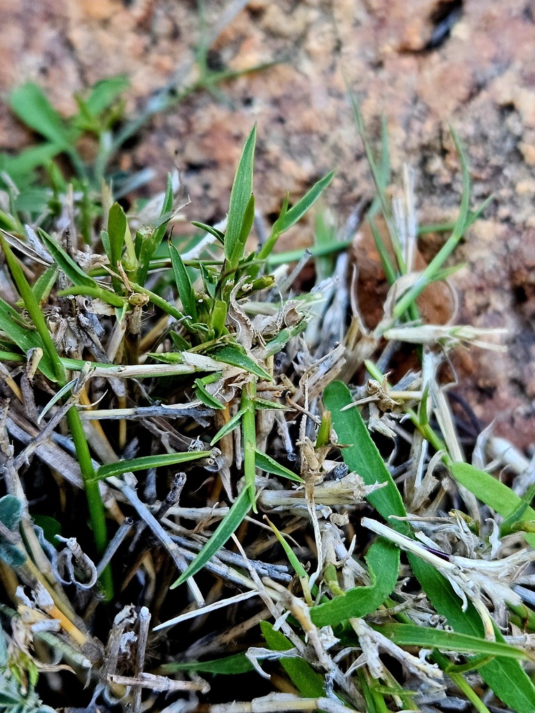 Red-Topped Signal Grass from Hiltaba South Australia on July 2, 2024 at ...