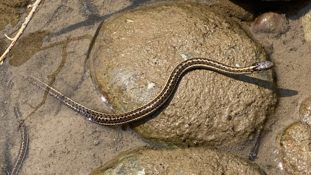 Western Terrestrial Garter Snake from Blackfoot River, Bonner, MT, US ...