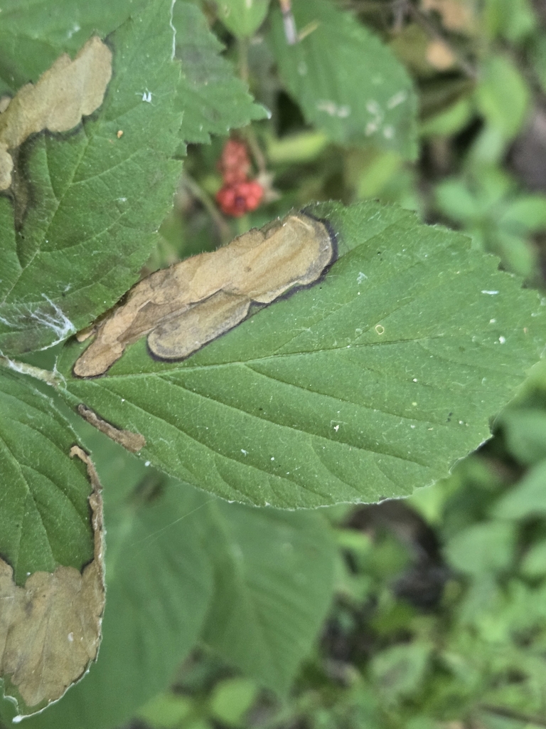 Metallus rohweri from Marina Crossover, Millcreek Township, PA 16507 ...