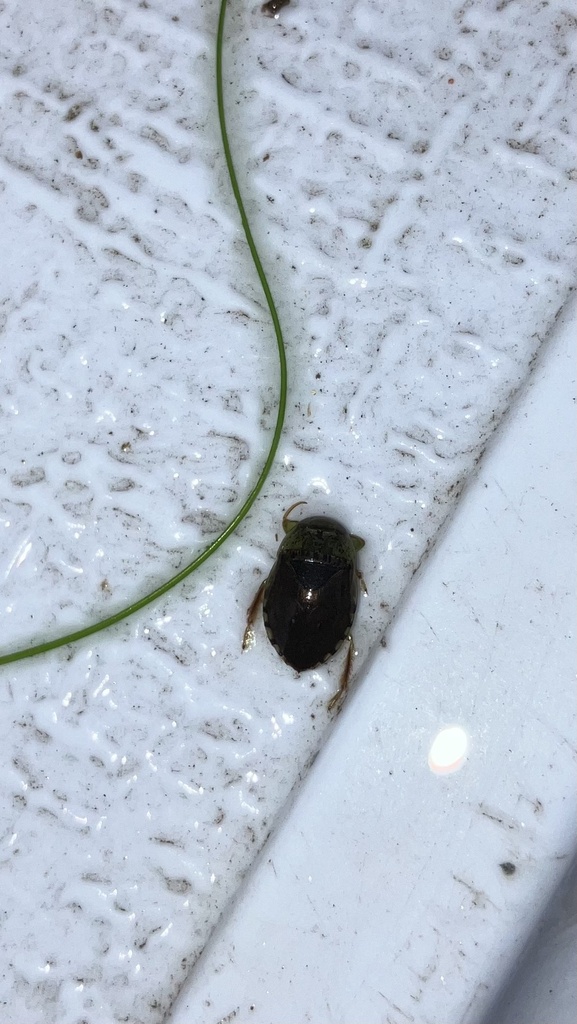 Pelocoris femoratus from Hampton Rd, Coinjock, NC, US on July 19, 2024 ...