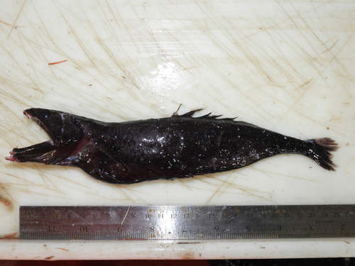 Chiasmodon harteli · iNaturalist United Kingdom