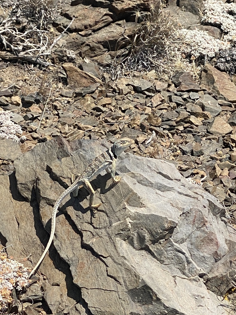 Desert Collared Lizard from Inyo National Forest, Bishop, CA, US on ...