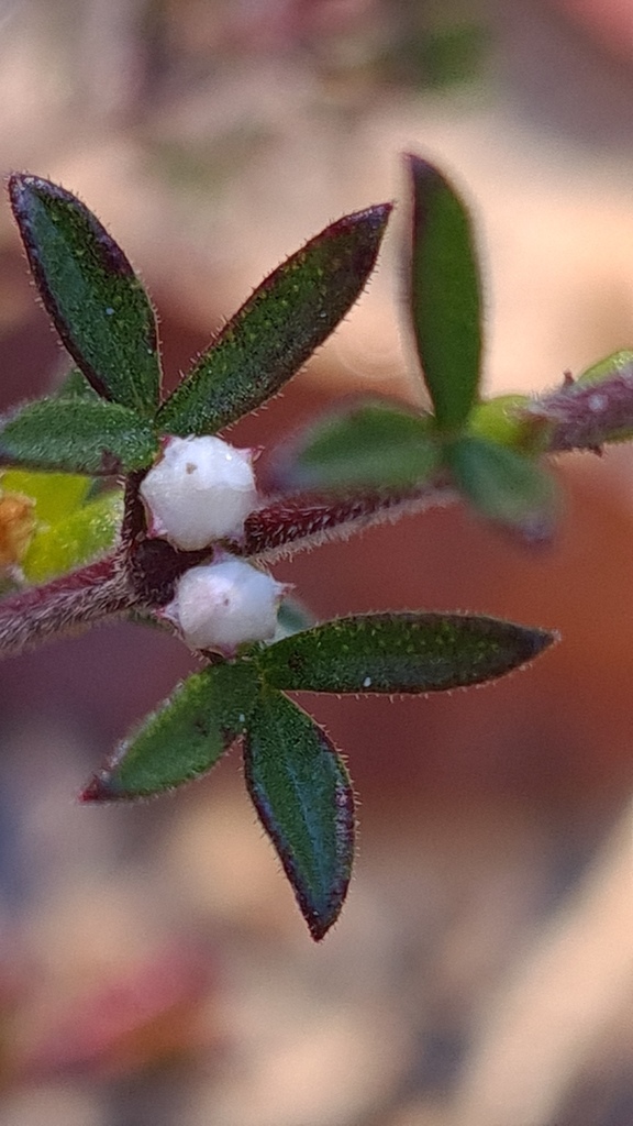 Cyanothamnus rigens from Canoelands NSW 2157, Australia on July 19 ...