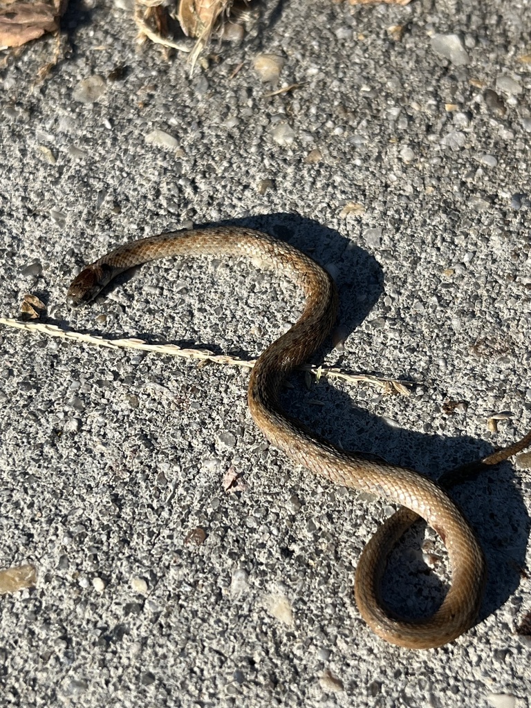 DeKay's Brownsnake from Magazine Rd, Williamsburg, VA, US on October 30 ...