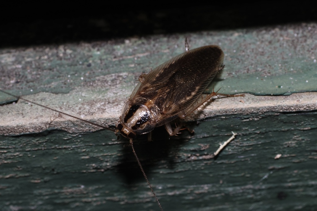 Asian Cockroach from Micanopy, FL 32667, USA on July 13, 2024 at 10:53 ...