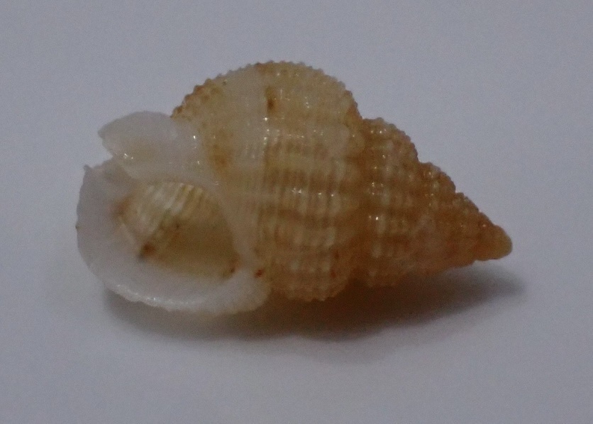 Nassarius paucicostatus from La Romana, DO-RO, DO on July 18, 2024 at ...