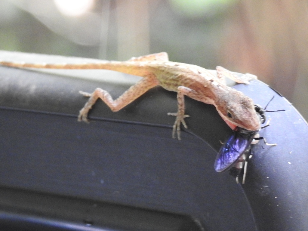 Border Anole from Limón, Talamanca, Costa Rica on April 29, 2024 at 01: ...