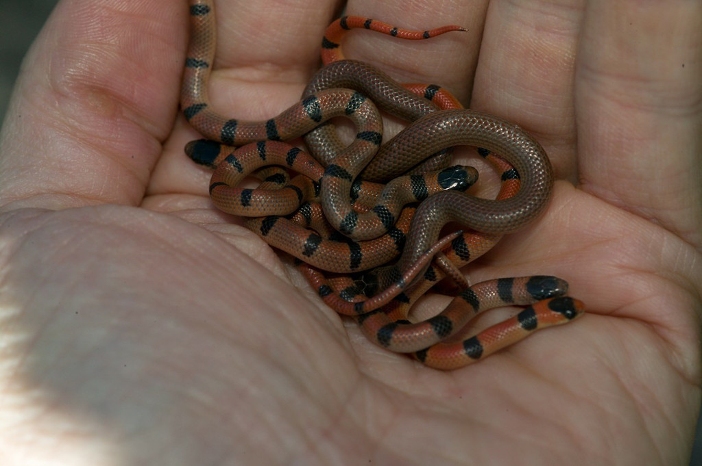 Great Plains Ground Snake in April 2012 by Kory Roberts. Now Sonora ...