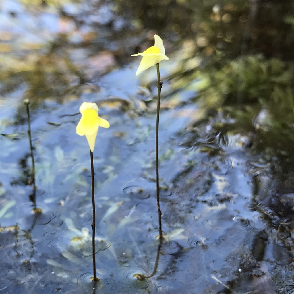 Genlisea repens from Botumirim, BR-MG, BR on June 3, 2019 at 08:10 AM ...