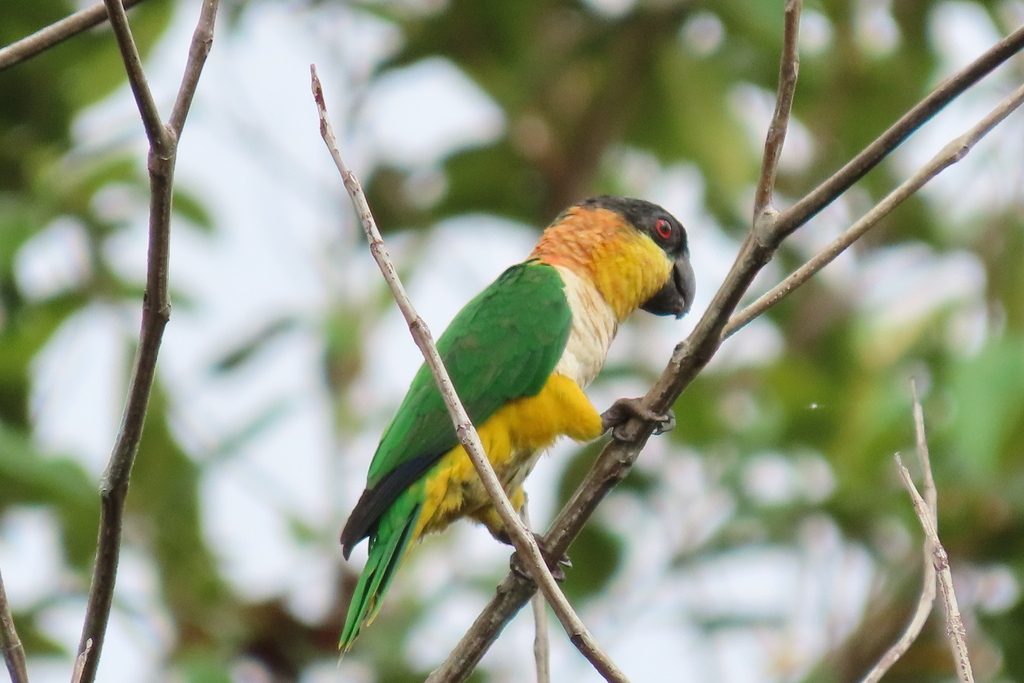 Perico cabeza prieta en junio de 2024 por Nicola Flanagan · NaturaLista ...
