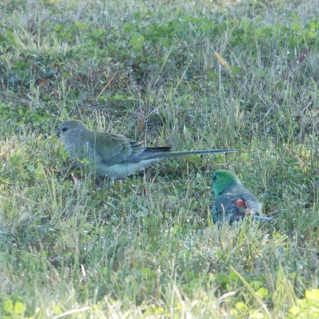 Red-rumped Parrot from Beemunnel NSW 2824, Australia on June 2, 2024 at ...