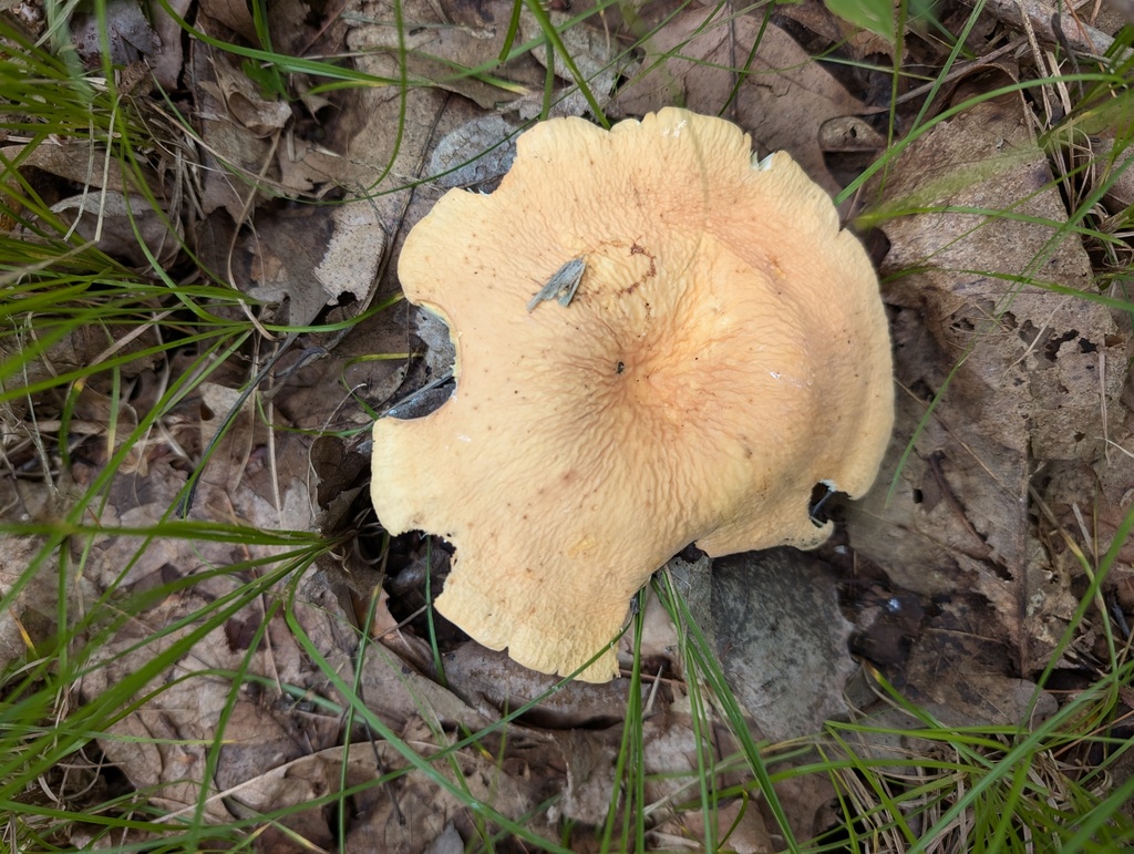 hygrophorus milkcap from Addison Oaks County Park on July 18, 2024 at ...