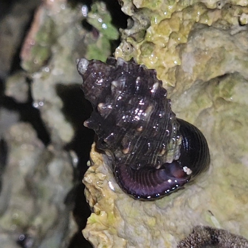 Widemouth Rocksnail from MX76+63, 77727 Playa del Carmen, Quintana Roo ...