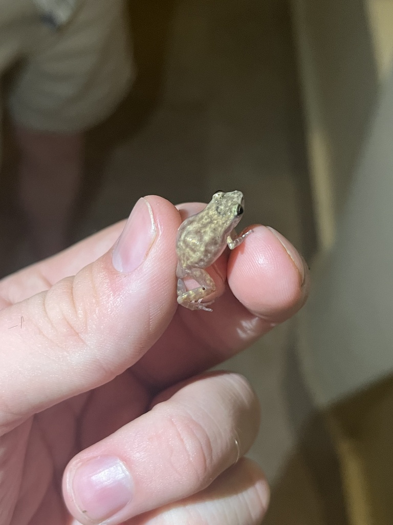 Rana chirriadora pálida desde Bahía de Banderas, Nay., MX el 18 de ...