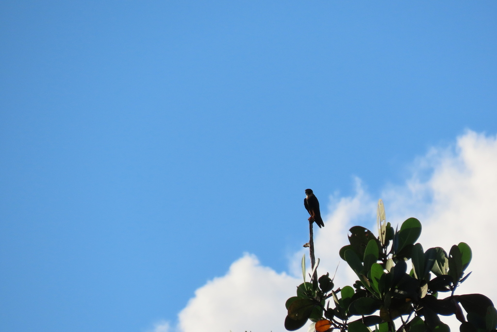 Bat Falcon from Caño Bocon, Inírida, Guainia, Colombia on June 30, 2024 ...
