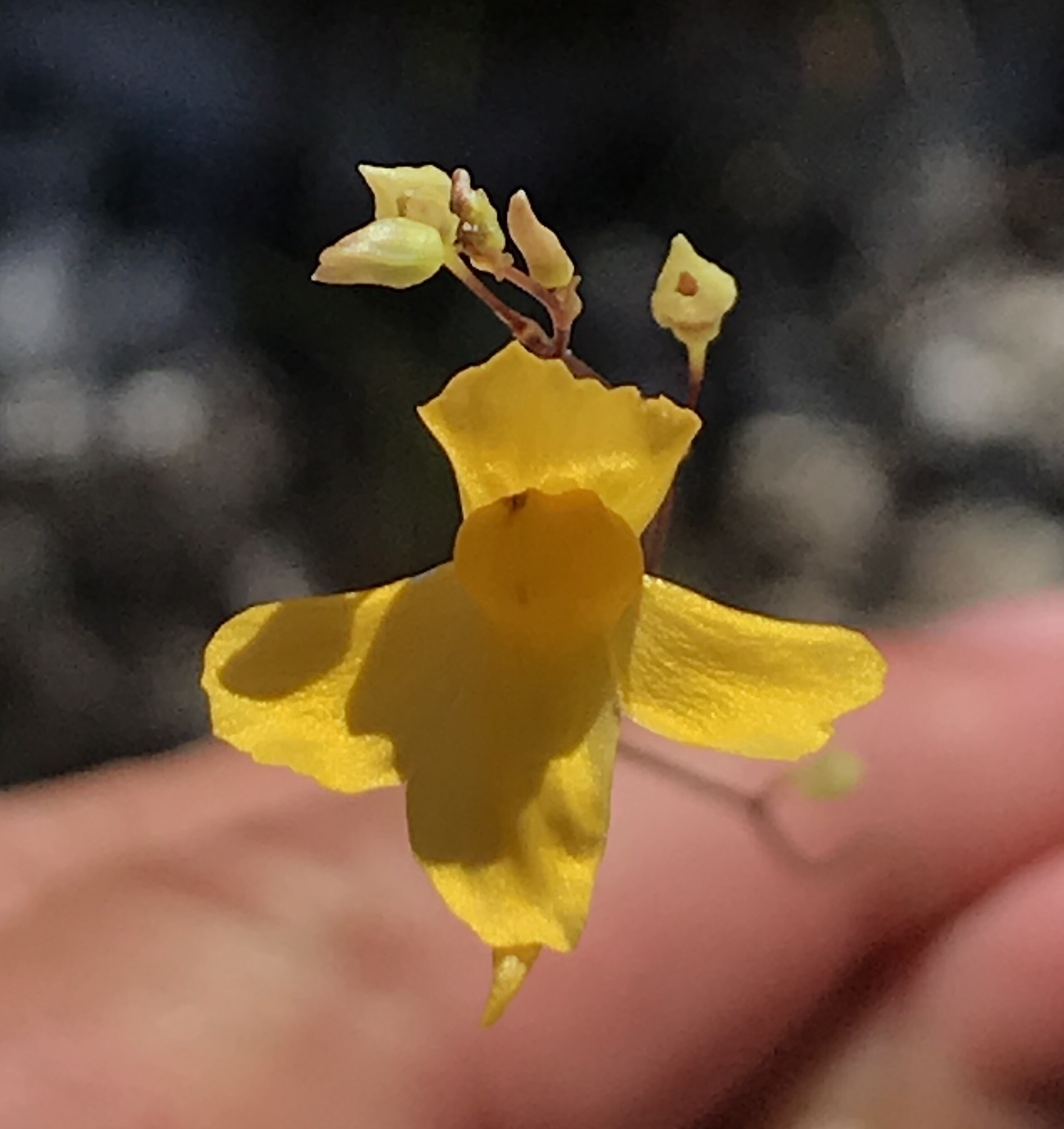 Utricularia nervosa G.Weber ex Benj.
