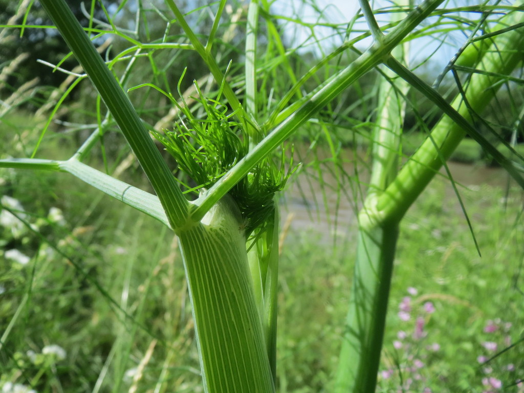 Dill from Sankt Johann (Saar) on June 20, 2016 at 10:35 AM by Andreas ...