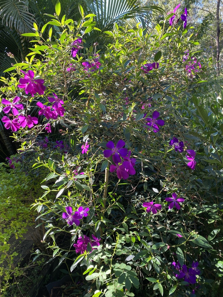 Glory bush from Platinum Ct, Gilston, QLD, AU on July 14, 2024 at 01:33 ...